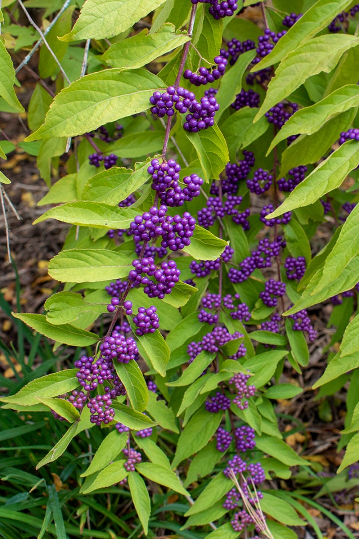 8 Reasons to Grow Beautyberry In Your Backyard