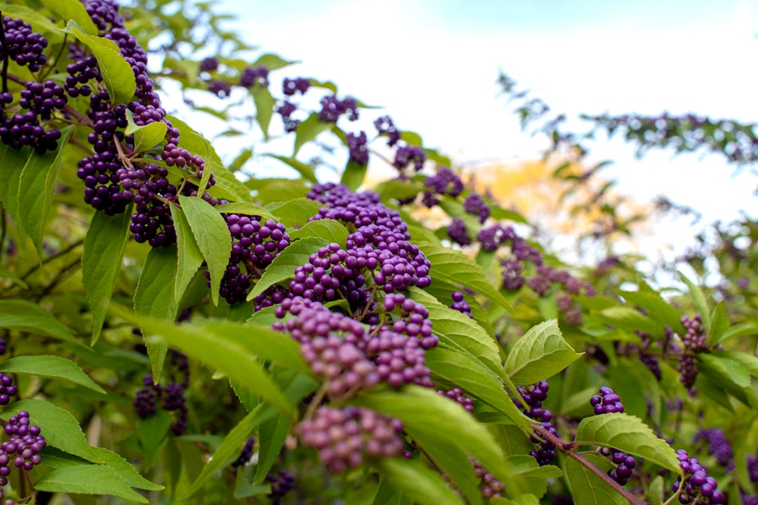 8 Reasons to Grow Beautyberry In Your Backyard