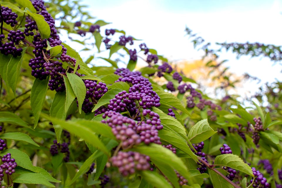 8 Reasons to Grow Beautyberry In Your Backyard