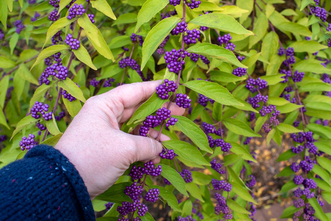 8 Reasons to Grow Beautyberry In Your Backyard