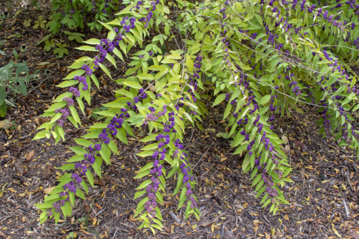 8 Reasons to Grow Beautyberry In Your Backyard