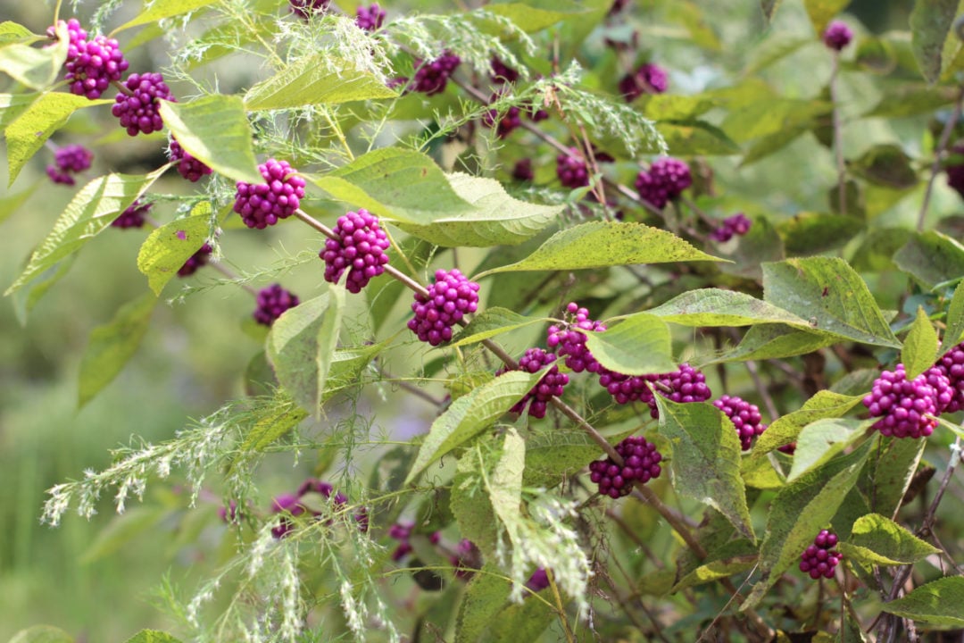 8 Reasons to Grow Beautyberry In Your Backyard
