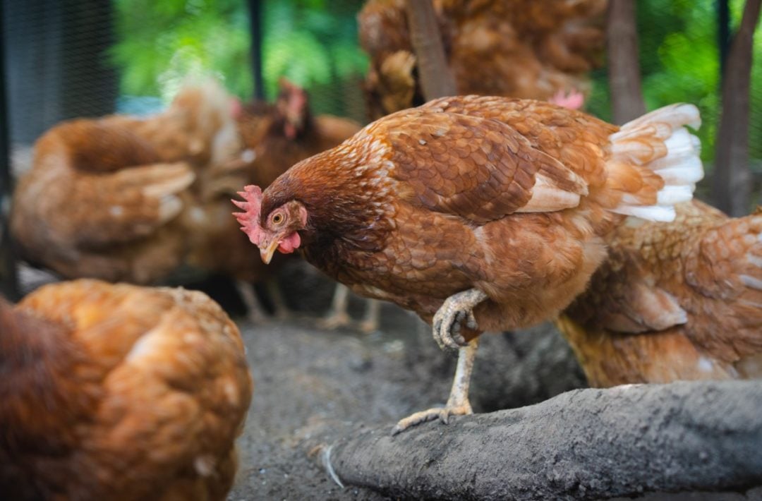 15 Diy Chicken Feeder Ideas