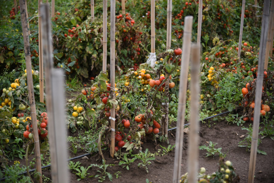 9 Essential Fall Jobs for Every Tomato Grower