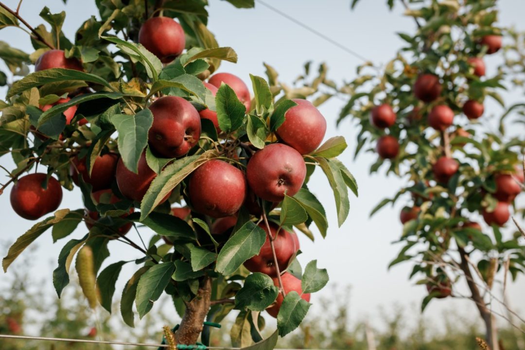 12 Pieces of Equipment Everyone With a Fruit Tree Needs