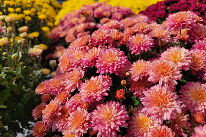 The Best Perennials to Plant for Vibrant Fall Color and Blooms