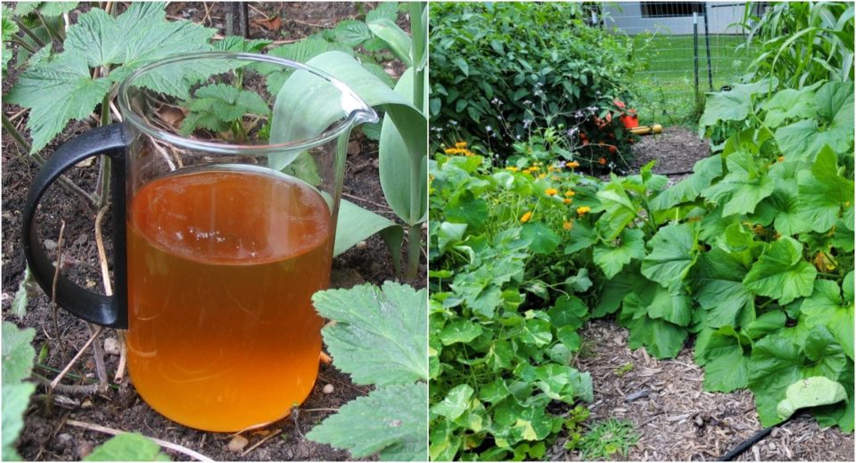 6 Clever Uses For Urine In The Garden 6 Clever Uses For Urine In The Garden