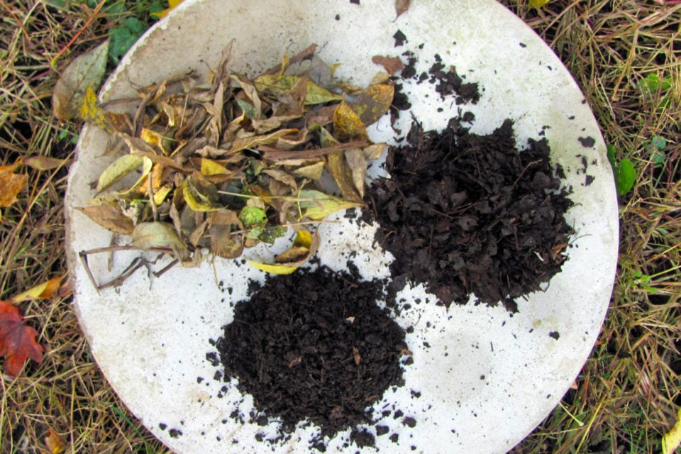 How to Harvest Leaf Mold & 4 Ways to Use It