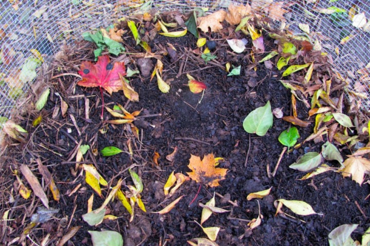 How to Harvest Leaf Mold & 4 Ways to Use It