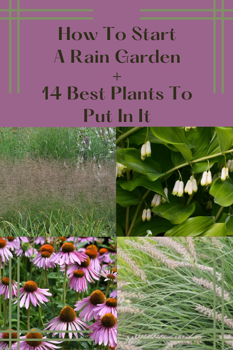 How To Start A Rain Garden + 14 Best Plants To Put In It