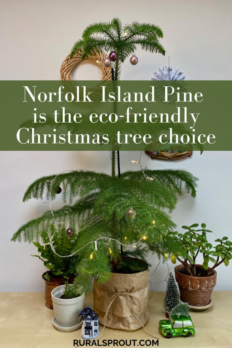 How To Care For Norfolk Island Pine - The Perfect Christmas Tree ...