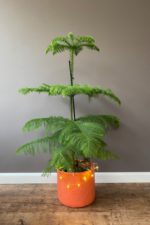 How To Care For Norfolk Island Pine - The Perfect Christmas Tree ...