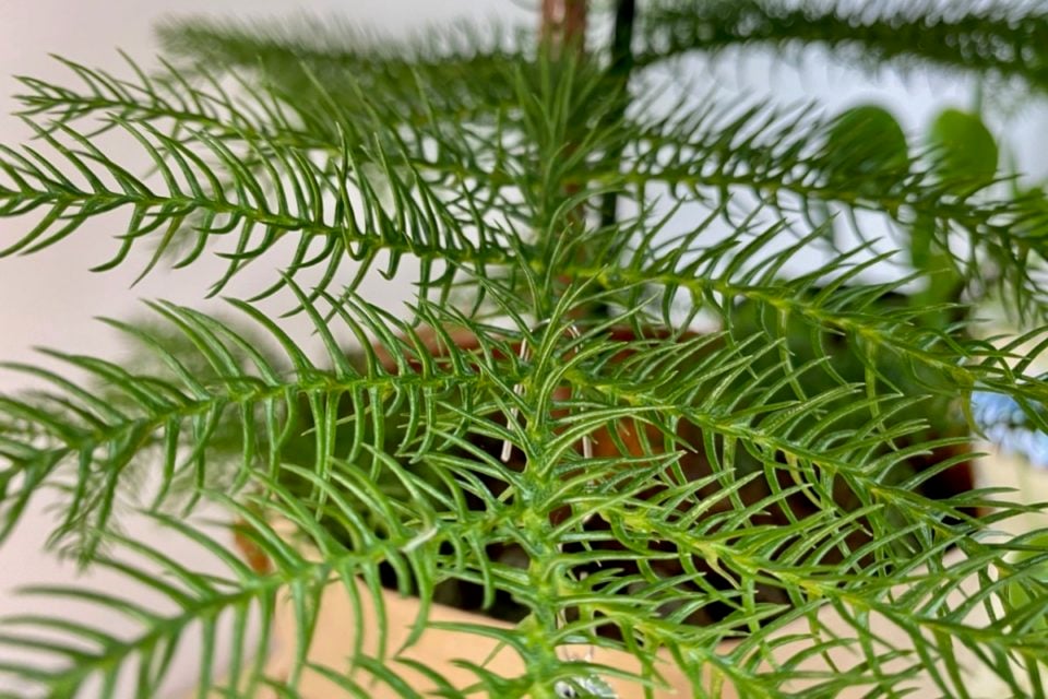 How To Care For Norfolk Island Pine - The Perfect Christmas Tree ...