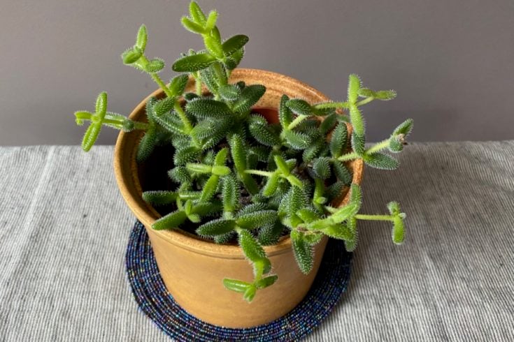 How to Care for the Quirky Pickle Plant