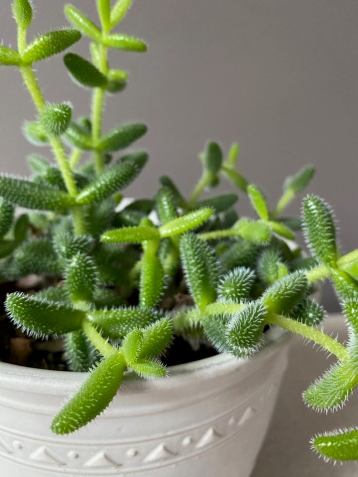 How to Care for the Quirky Pickle Plant
