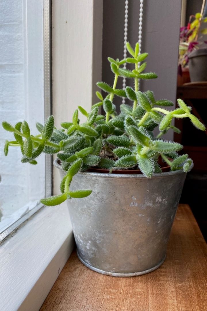 How to Care for the Quirky Pickle Plant