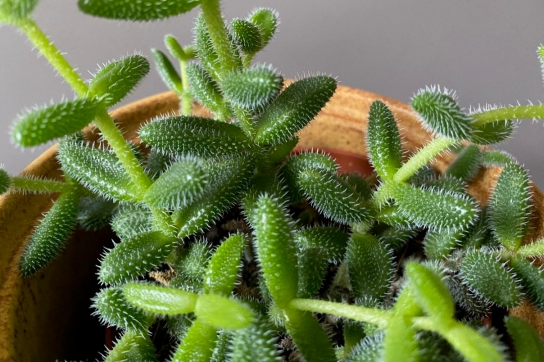 How to Care for the Quirky Pickle Plant