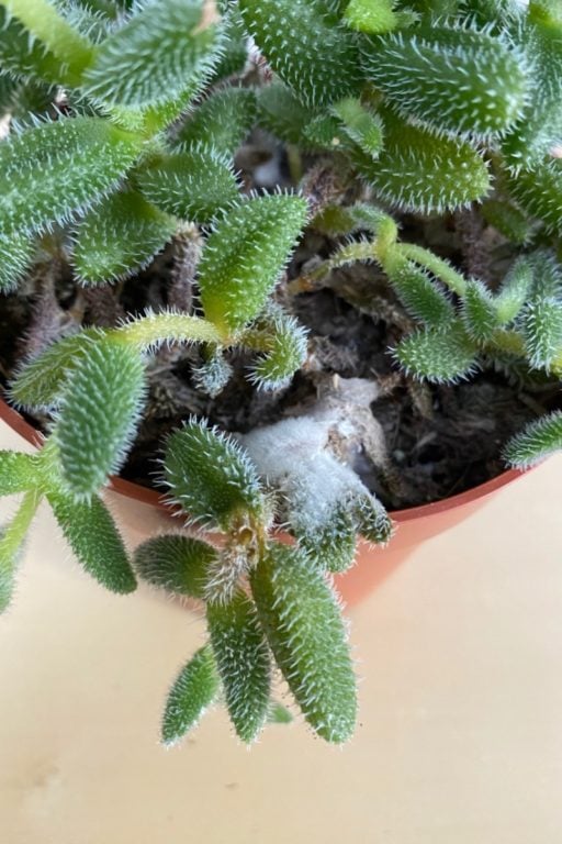 How to Care for the Quirky Pickle Plant