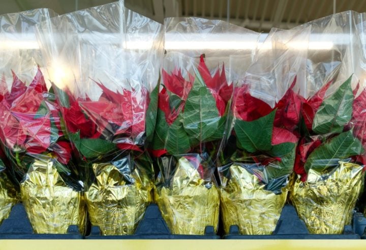 3 Ways Stores Ruin Poinsettias + How to Pick a Plant That Will Last ...