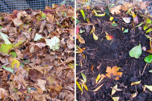 5 Ways to Speed Up Your Leaf Mold Pile