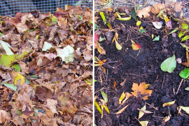5 Ways to Speed Up Your Leaf Mold Pile