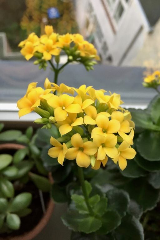 How to Care for Kalanchoe and Get It to Rebloom Every Year