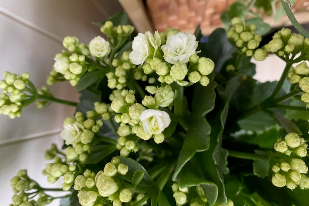 How to Care for Kalanchoe and Get It to Rebloom Every Year