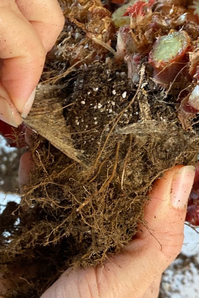 Why You Need To Check Your Houseplants For Root Mesh (& What To Do ...