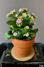 How to Care for Kalanchoe and Get It to Rebloom Every Year