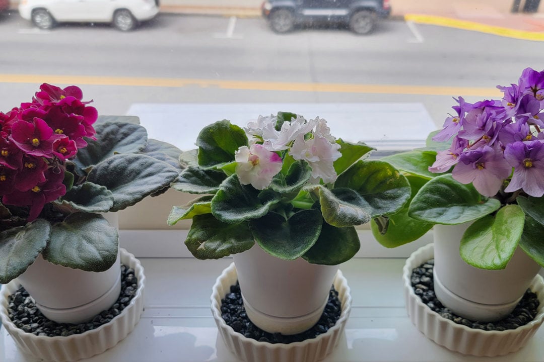 9 African Violet Mistakes That Keep Your Plant from Flowering