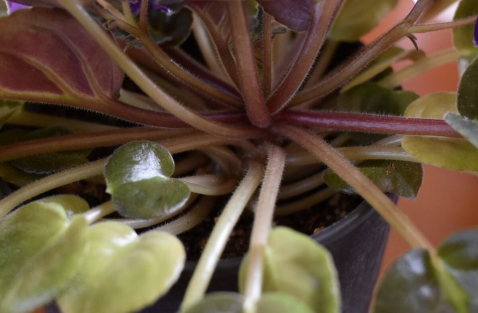 9 African Violet Mistakes That Keep Your Plant from Flowering