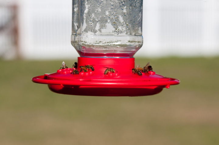 5 Worst Bird Feeding Mistakes That Means They'll Never Visit