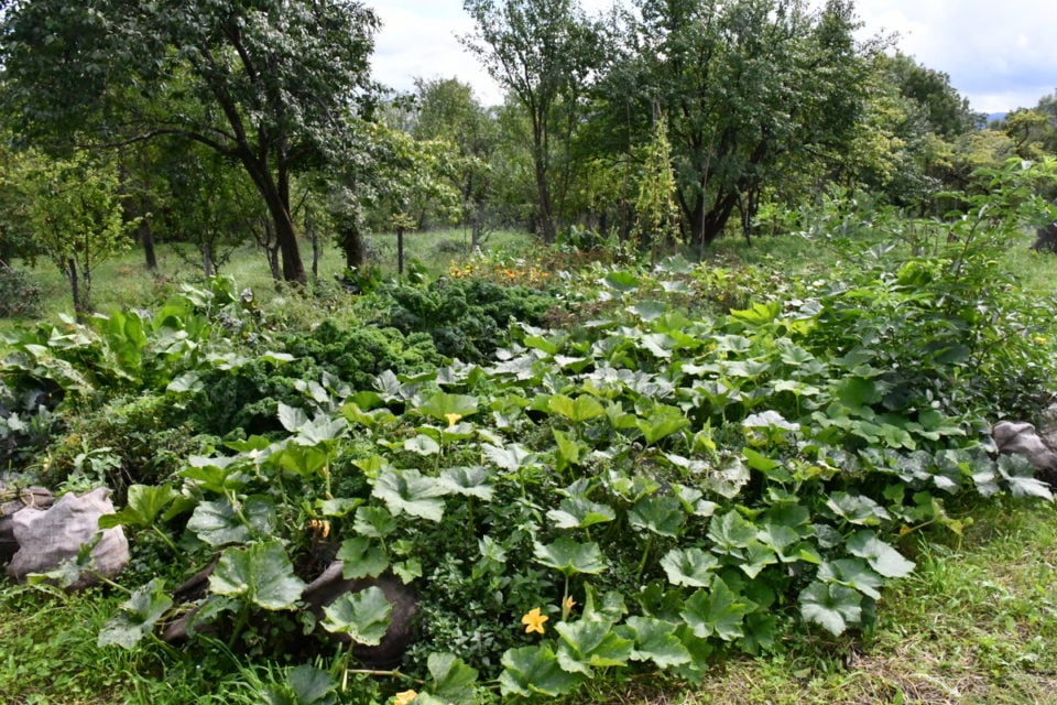 Is Your Garden Worsening Climate Change? 7 Steps to a Climate-Friendly ...