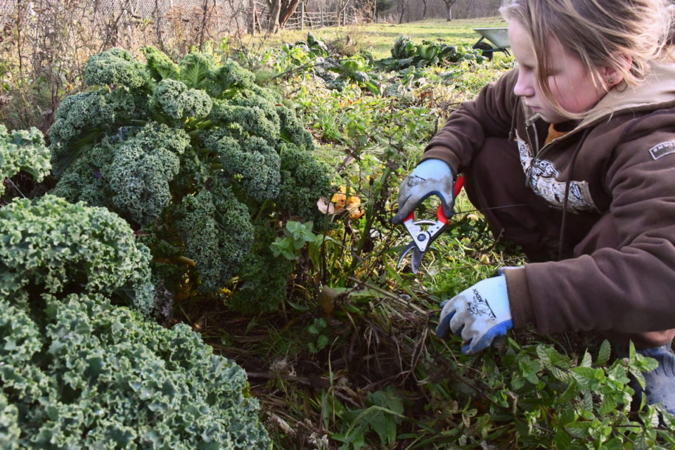 11 Steps To Winterize Your No-Dig Garden