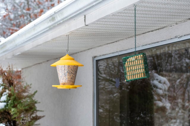 7 Fall Bird Feeding Tips for a Busy Backyard