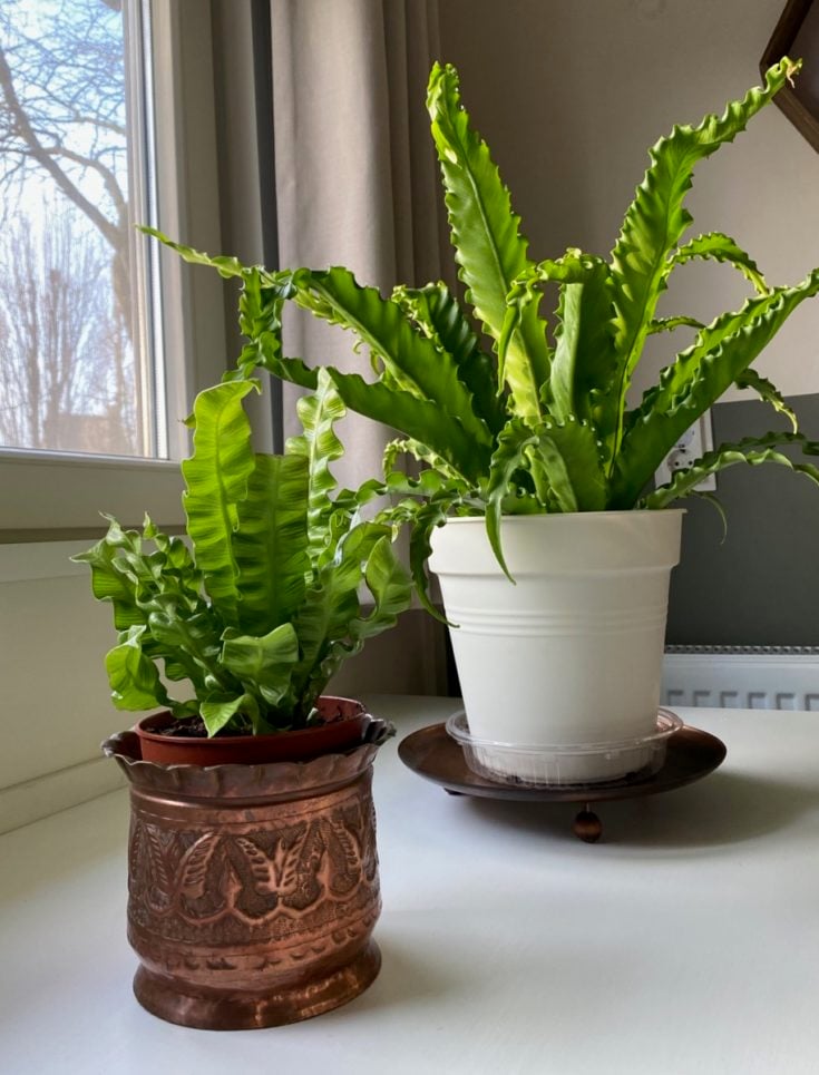 How To Care For ‘Crispy Wave’ Fern (Asplenium)
