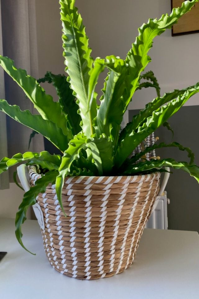 How To Care For ‘Crispy Wave’ Fern (Asplenium)