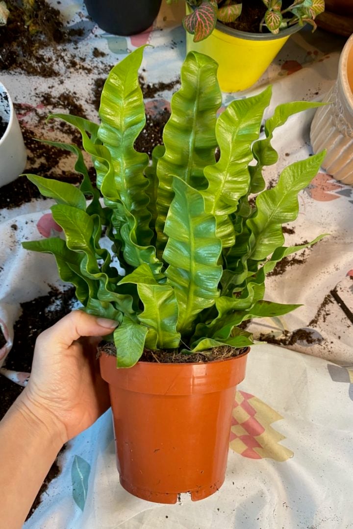 How To Care For ‘Crispy Wave’ Fern (Asplenium)