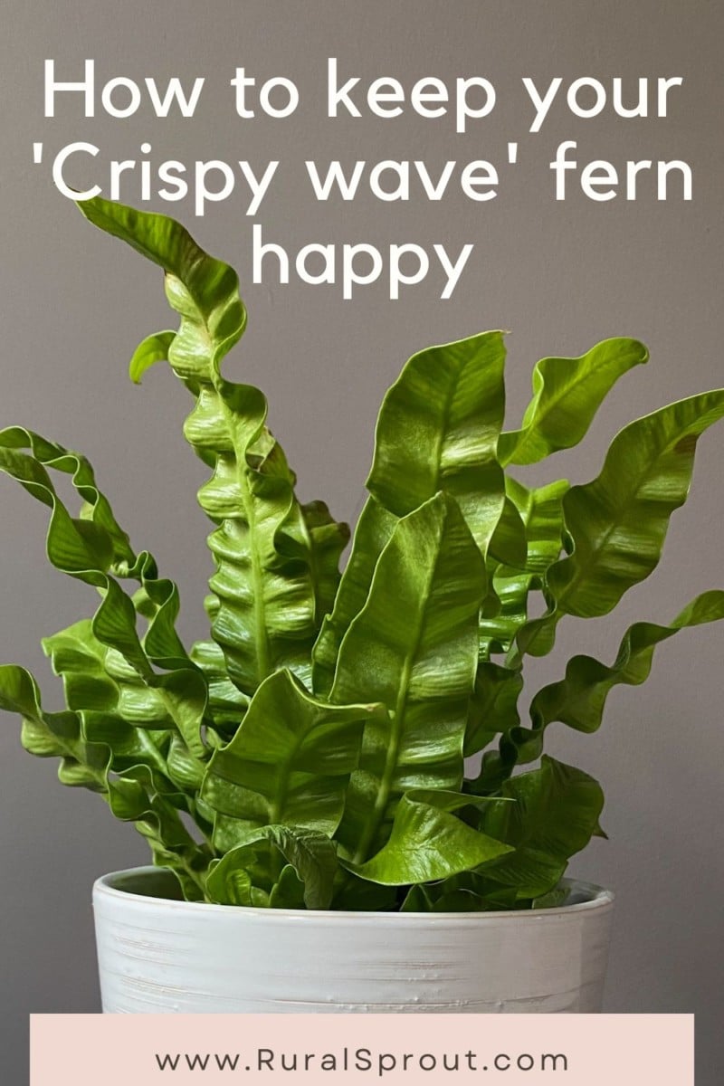 How To Care For ‘Crispy Wave’ Fern (Asplenium)