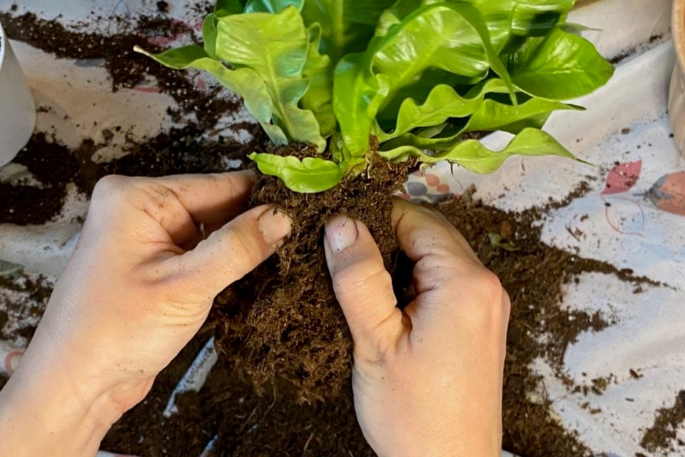 How To Care For ‘Crispy Wave’ Fern (Asplenium)