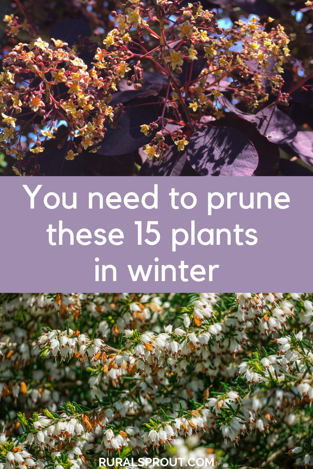15 Common Plants That Need Winter Pruning