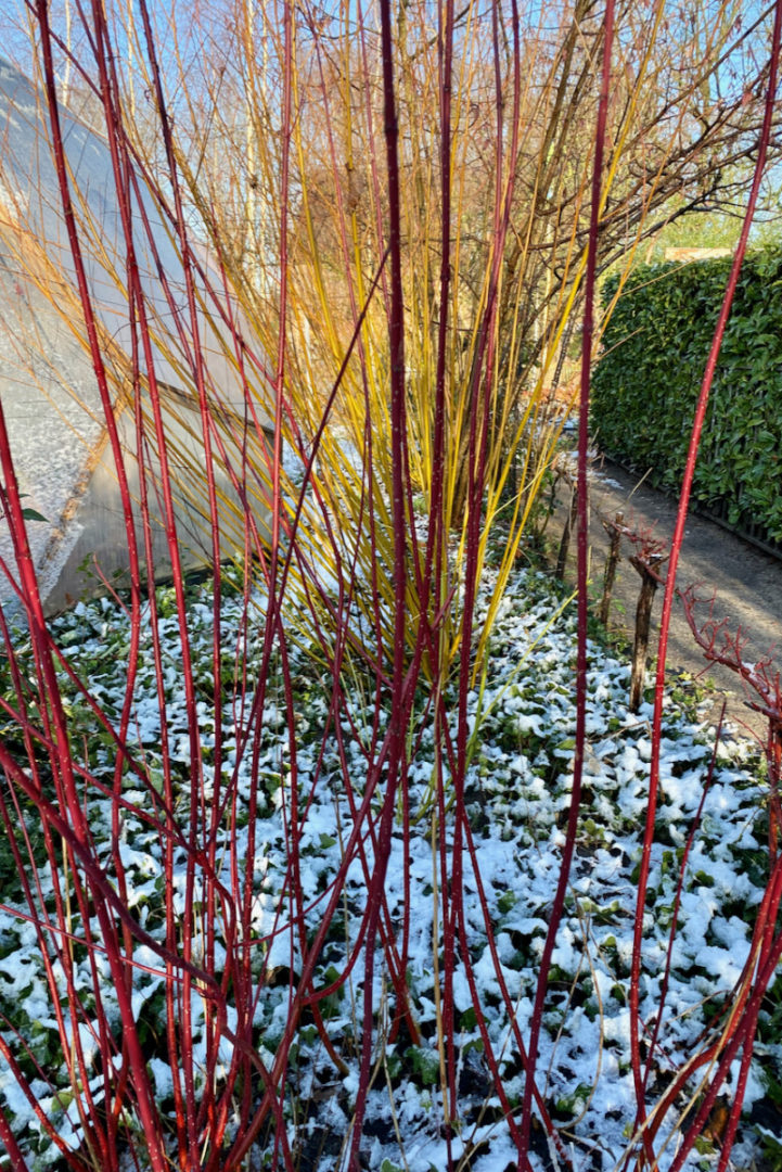 15 Common Plants That Need Winter Pruning