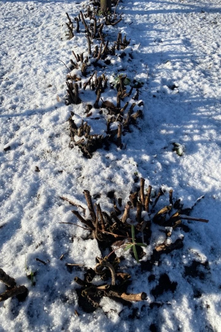 15 Common Plants That Need Winter Pruning