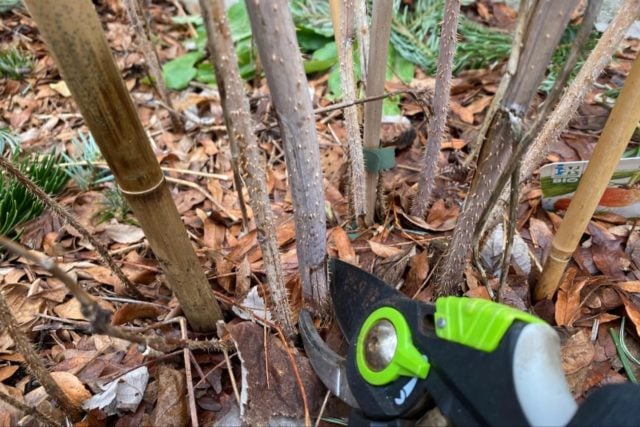 15 Common Plants That Need Winter Pruning