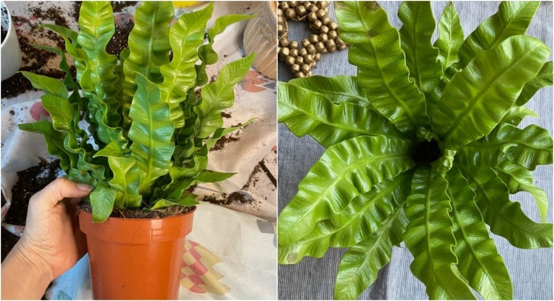 How To Care For ‘Crispy Wave’ Fern (Asplenium)