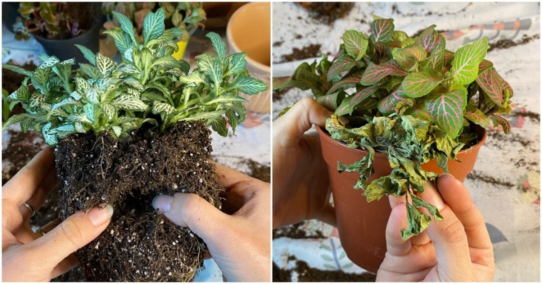 How to Care for Fittonia & Propagate the Beautiful Nerve Plant