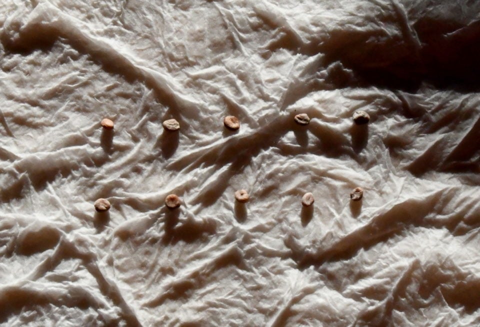 How To Quickly Test Garden Seeds For Viability (+ How Long Do Seeds Last?)