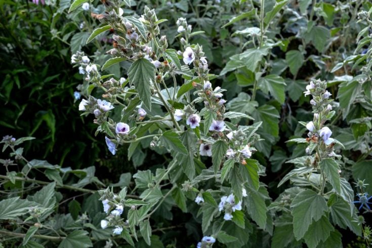 6 Reasons to Grow Marshmallow In Your Yard