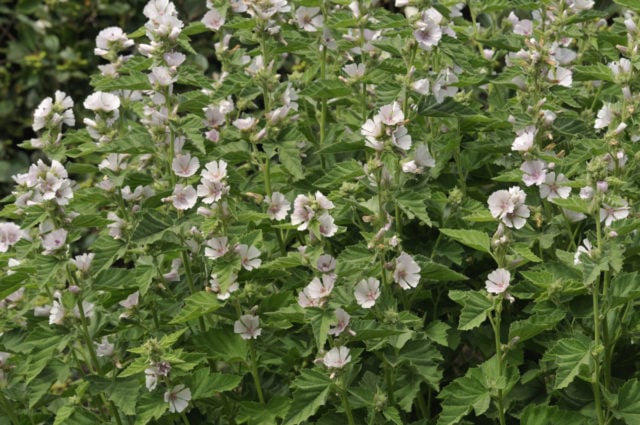 6 Reasons to Grow Marshmallow In Your Yard