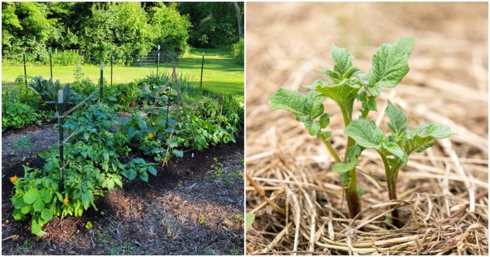 12 Common Mistakes That No-Dig Gardeners Make